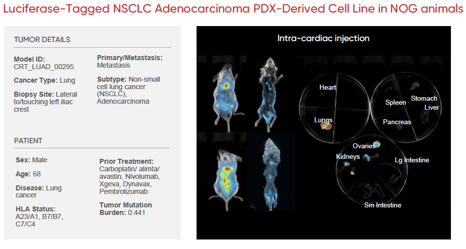 Custom Models for Preclinical Studies